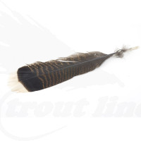 Cinnamon Turkey Tail Single Feather Grade A