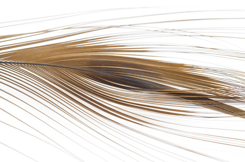 Premium Peacock Eye Feather Quill – Cleaned