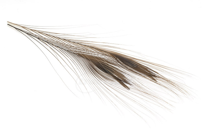 Premium Peacock Eye Feather Quill – Cleaned