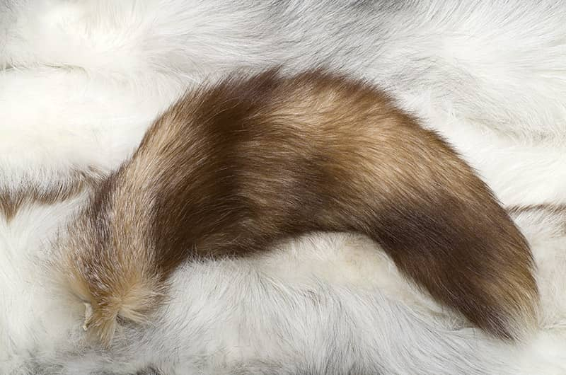 Troutline Premium Coffee Fox Tail Natural Color