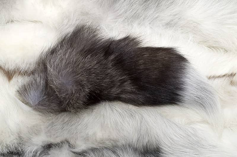 Troutline Premium Silver Fox Tail Natural Color