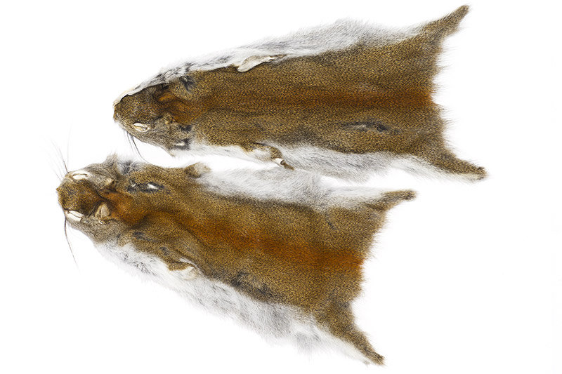 Troutline Eastern Grey Squirrel Skin Tanned